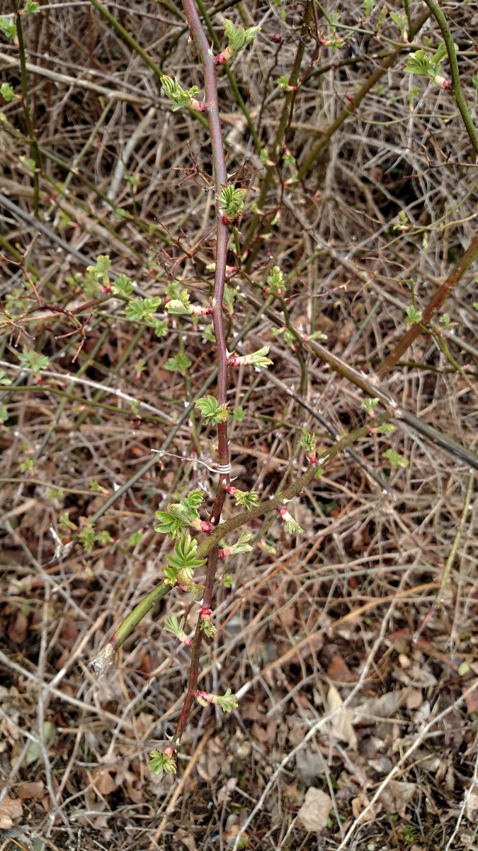Invasive in the Spotlight: Multiflora Rose | Extension
